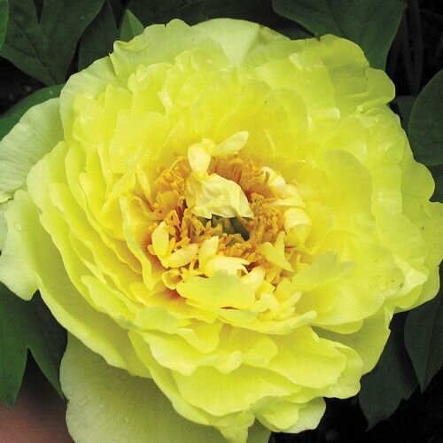 Пион Йеллоу Краун 1шт