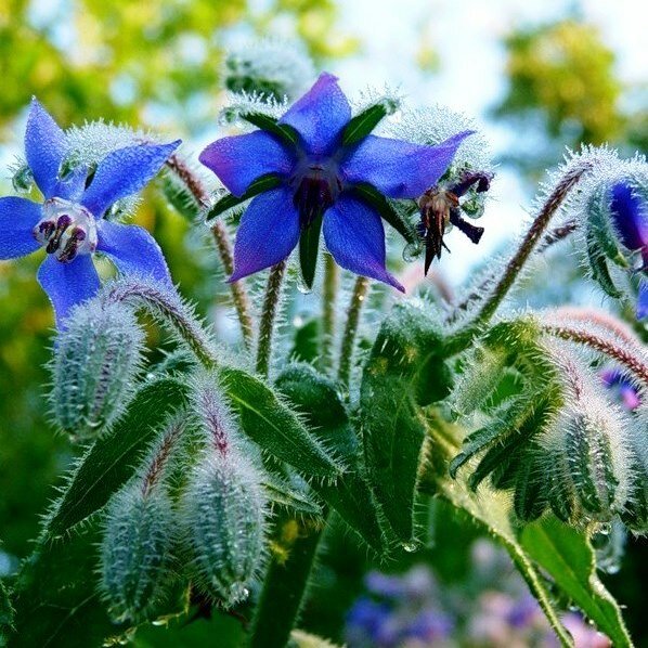 Бораго Огуречная трава Медонос автор. Н18 (3 гр.), Гавриш, Россия