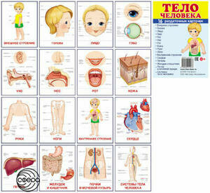 _СфераКартинок_РаздатКарт Тело человека [16 раздат. карточек с текстом 6х9см]