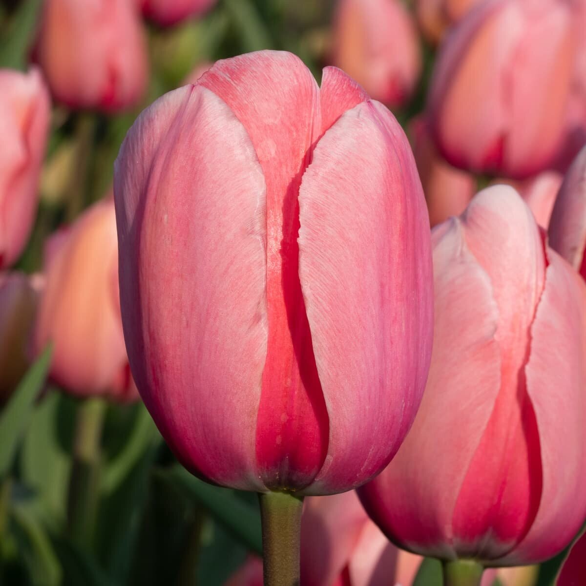 Тюльпан Холанд Бьюти (1 луковица). Holland Bulbs (Голландия)