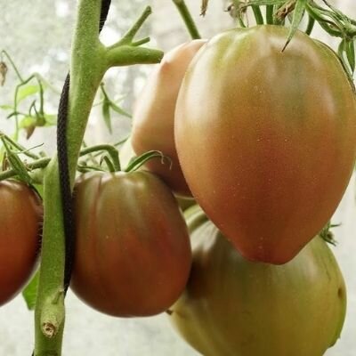 Коллекционные семена томата Лонгхорн, 3 пачки в комплекте