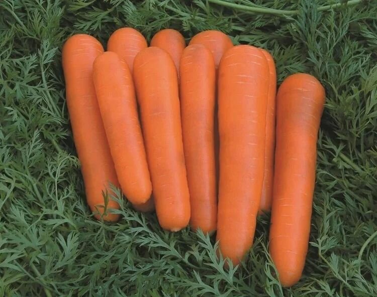 Коллекционные семена моркови Краса севера F1
