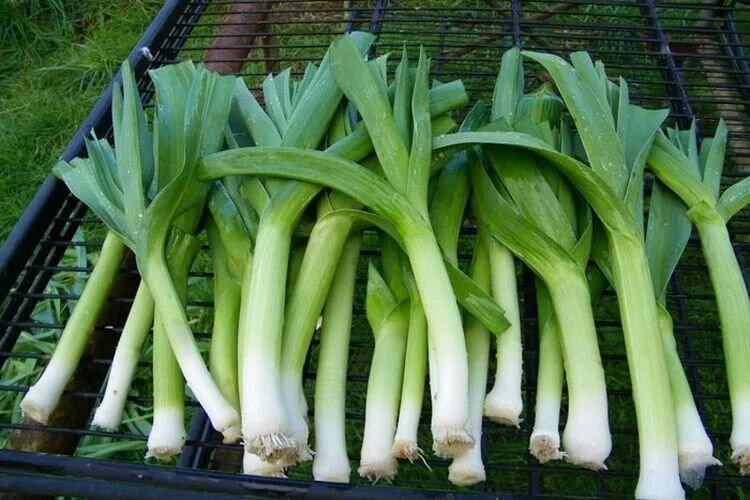 Коллекционные семена лука порей Карантанский