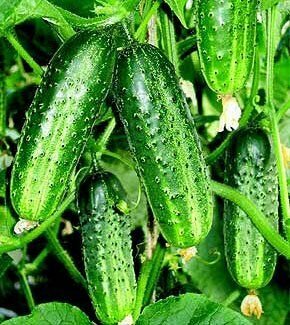 Коллекционные семена огурца Чародей F1