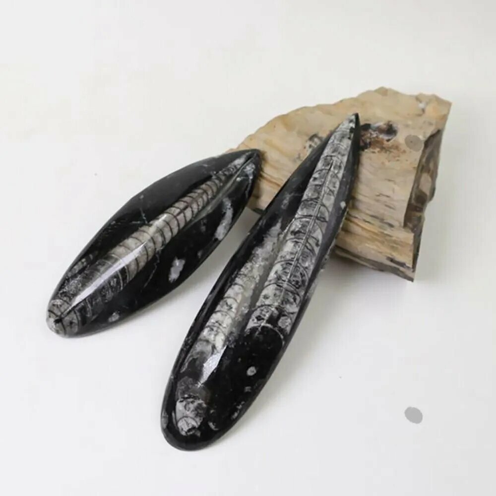 Окаменелость