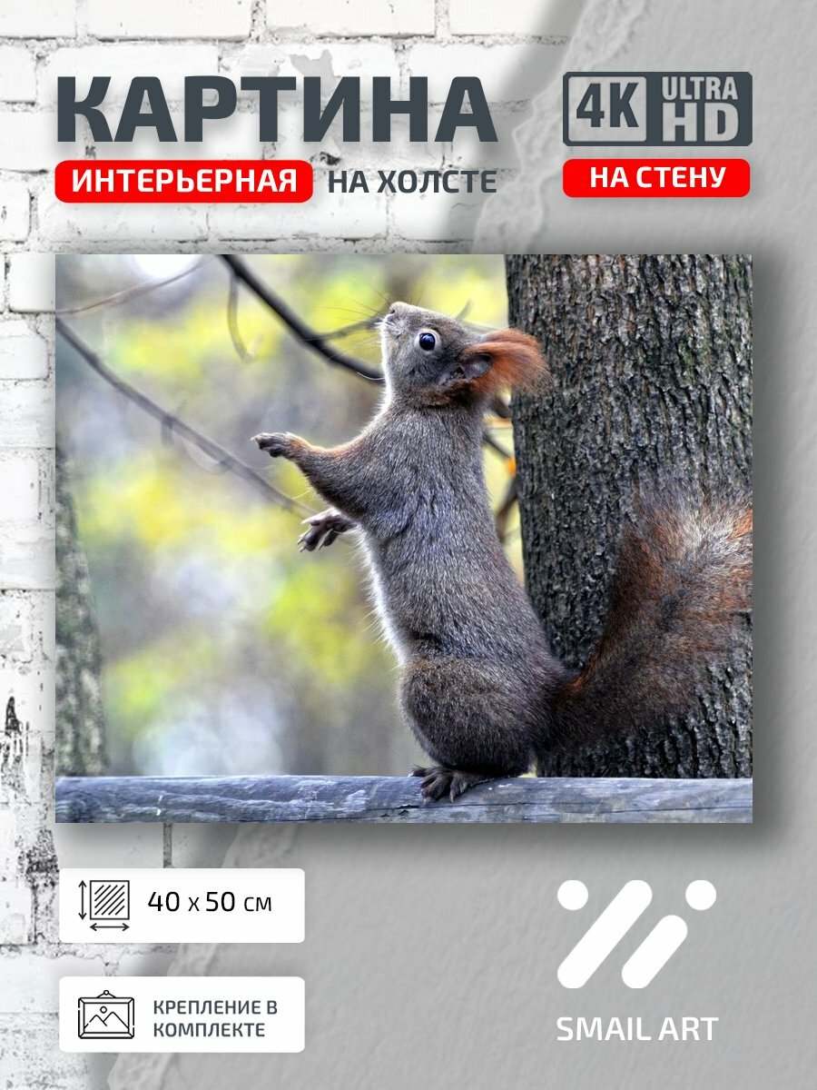 Картина на холсте интерьерная 40 на 50 на стену Белочка Mood для офиса атмосфера интерьер