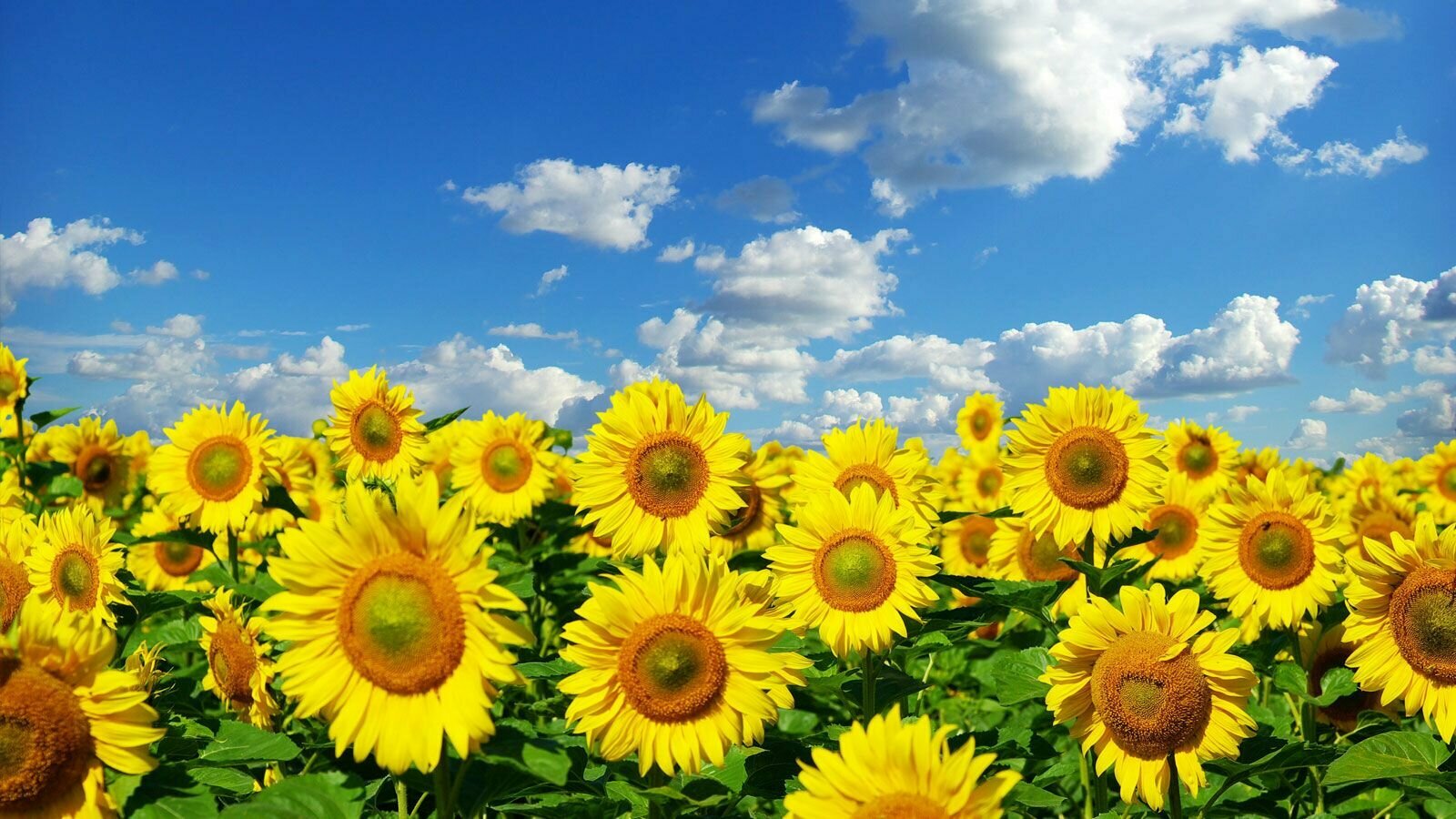 Алмазная мозаика большая, Подсолнухи, Алмазная живопись, 140*50 см, без подрамника