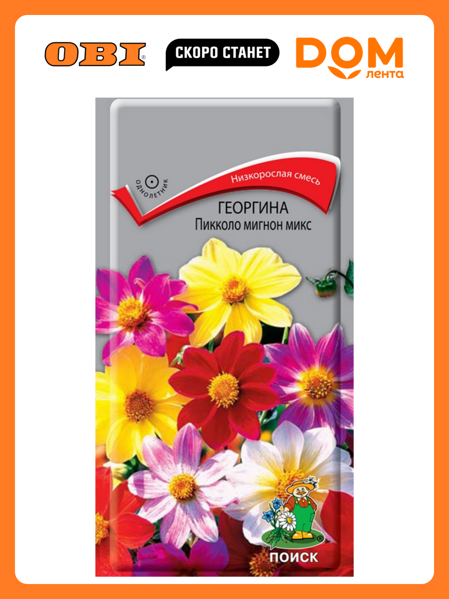 Георгина Пикколо Мигнон в ассортименте