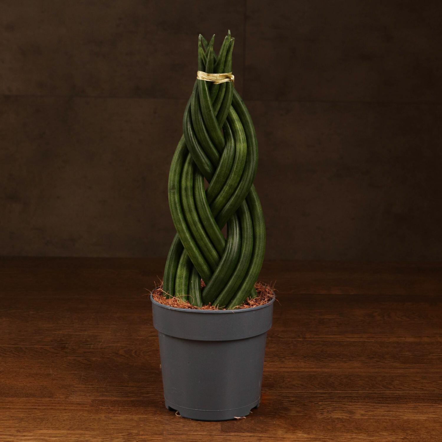 Сансевиерия Цилиндрика тройная косичка D12