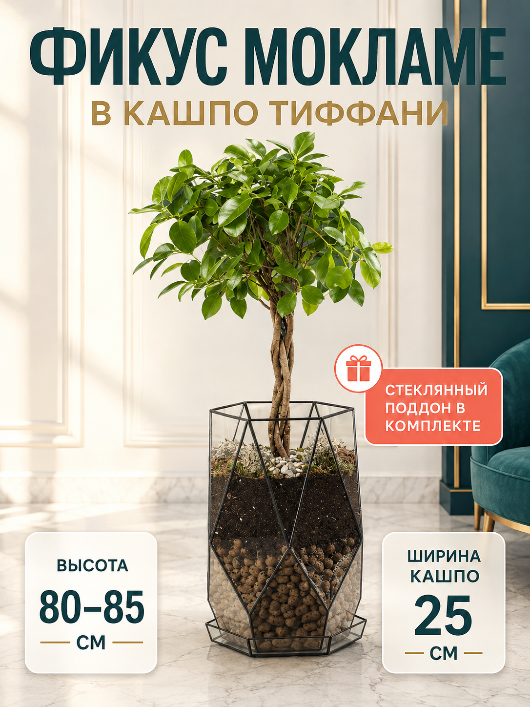 Geo Glass: Фикус Мокламе , фикус бенджамина плетенный в геометрическом кашпо из стекла
