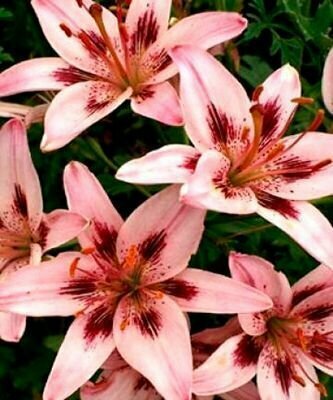 Лилия азиатская Леди Элиан луковицы, клубни, корни цветов