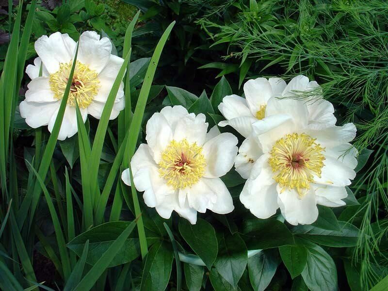 Пион Реквием 1 шт