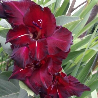 Гладиолус Блэк Стар 1 шт