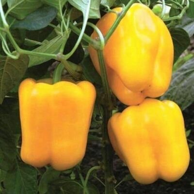 Коллекционные семена перца сладкого Золотое Чудо