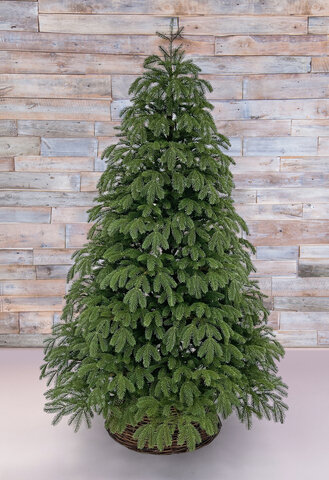 Black Boх Black Box ель Дворянская литая 260 см