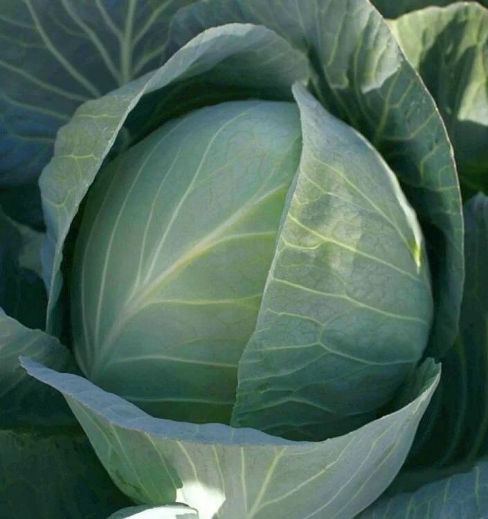 Коллекционные семена капусты б/к Лангедейкер Ларес