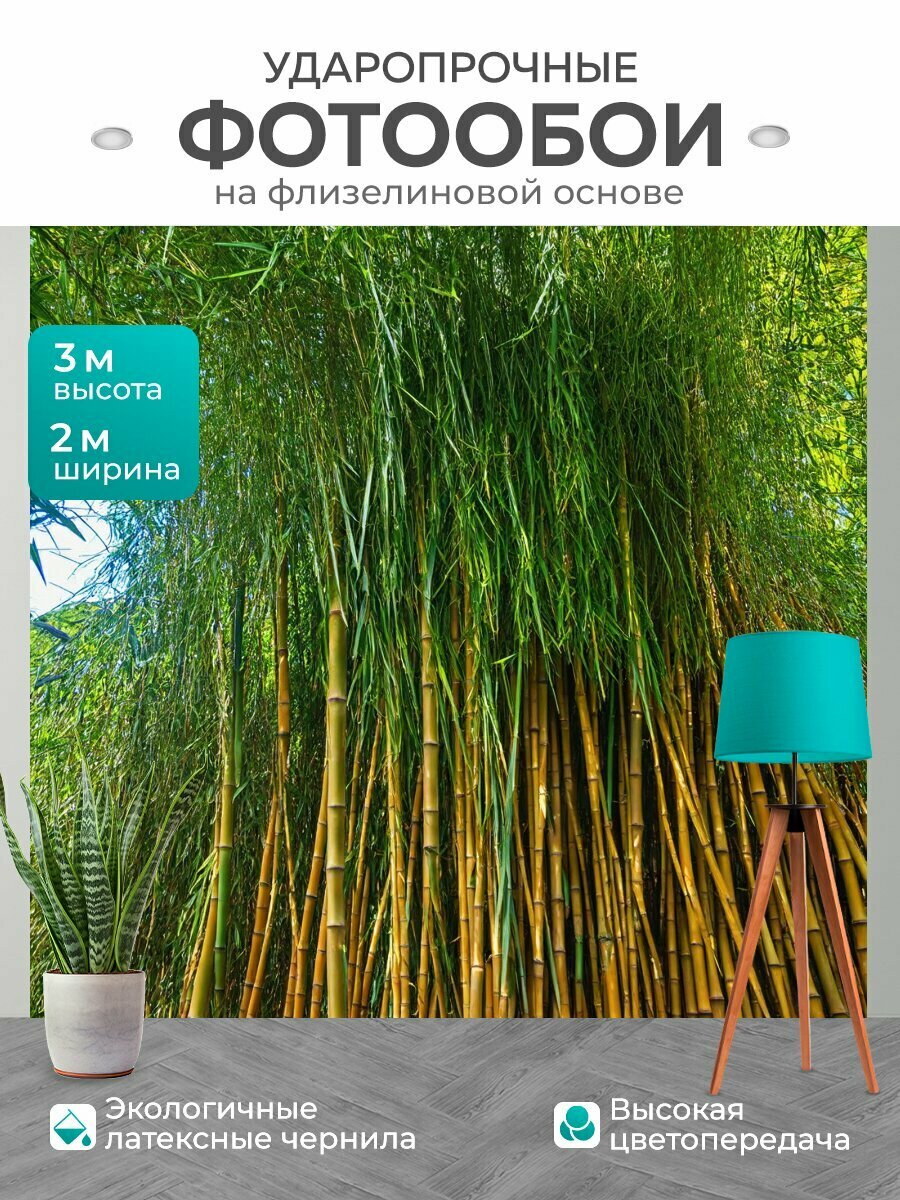 Фотообои моющиеся ударопрочные "Бамбук, переплетенный с висящими лианами, под солнечными лучами сквозь листву" 300x300 см. флизелиновые на стену