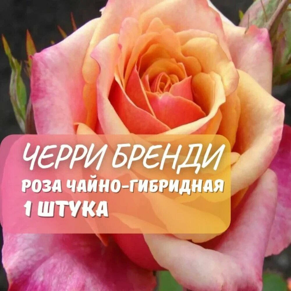 Роза чайно-гибридная Черри Бренди (Cherry Brandy) / 1 шт, розы, ароматная, многолетняя