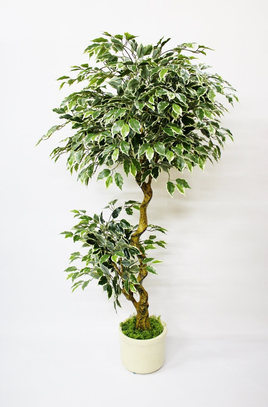 Фикус Бенджамина искусственный бело-зеленый, 160 см, бренд CONEKO - декор для дома и офиса