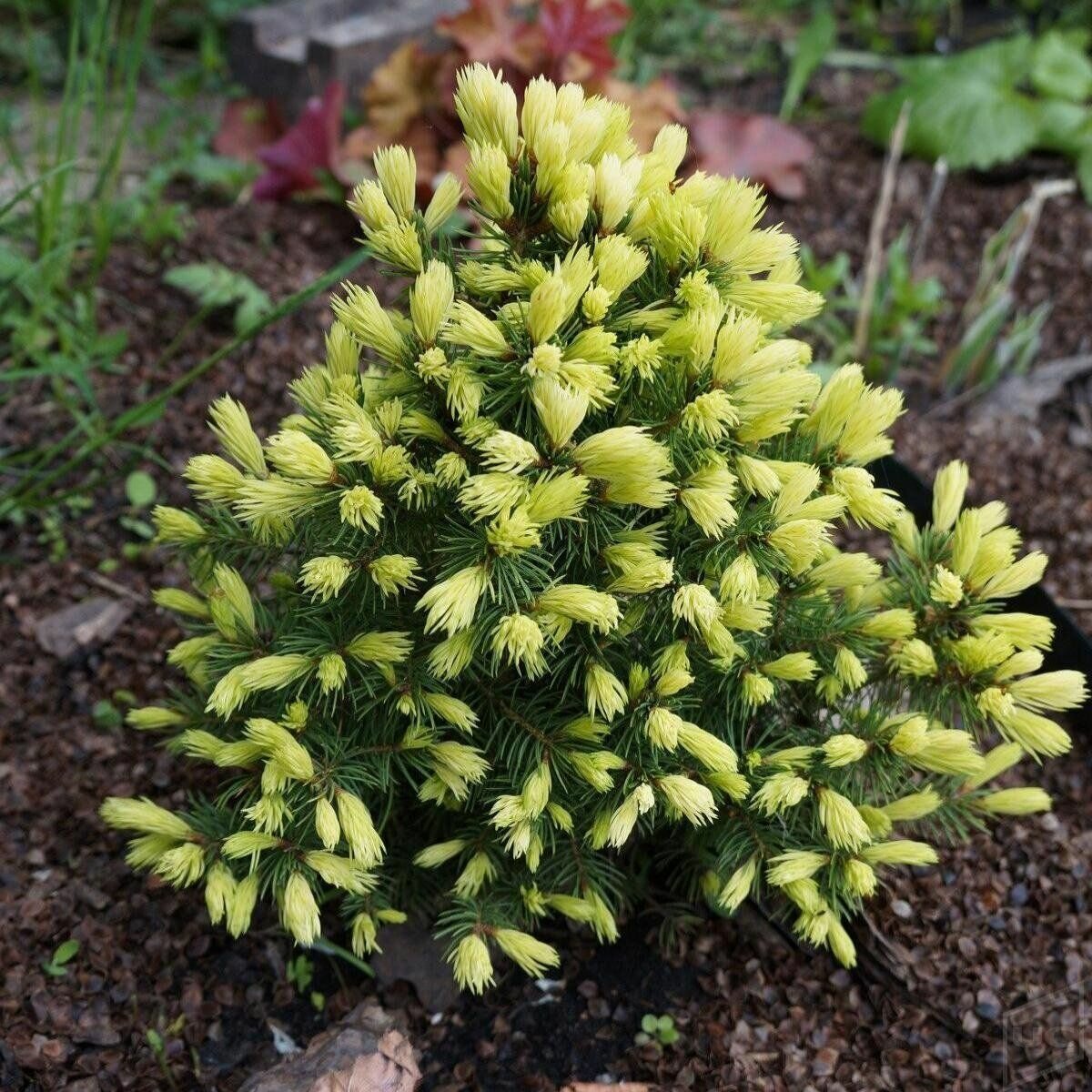 Ель канадская Рейндбоуз Энд, с1,5