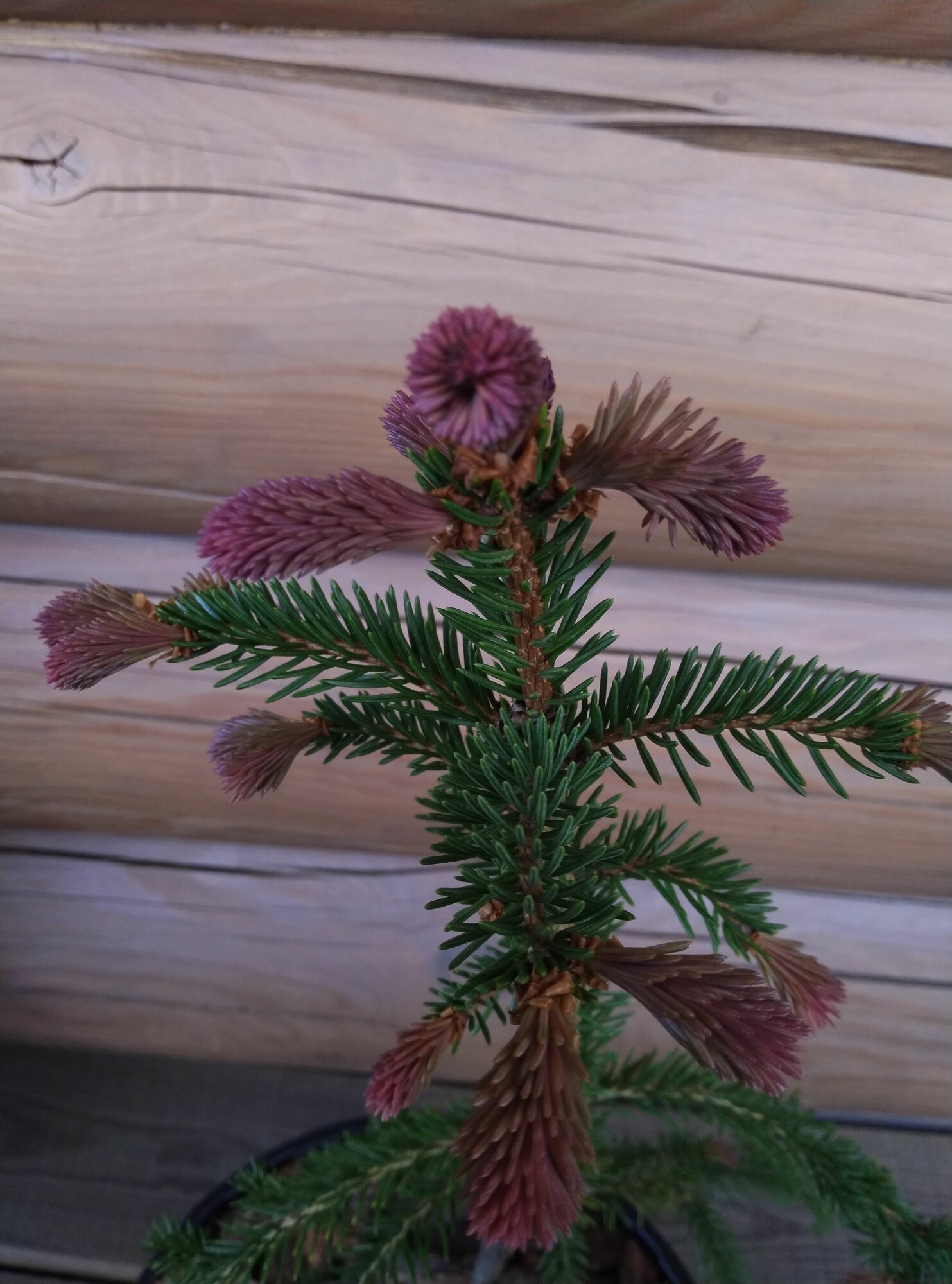 Ель обыкновенная Панапаула, С5