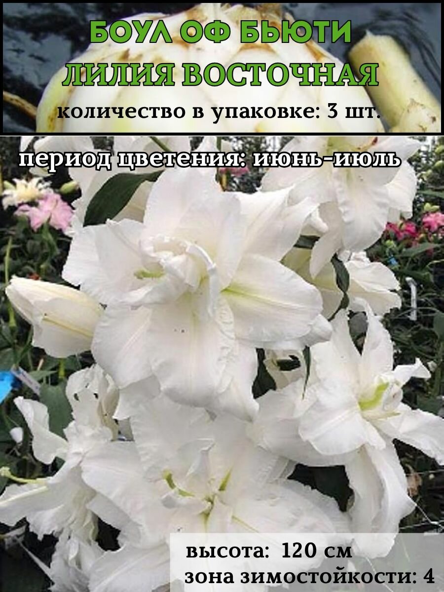 Лилия розелили Мэджик Стар, луковицы 3 штуки