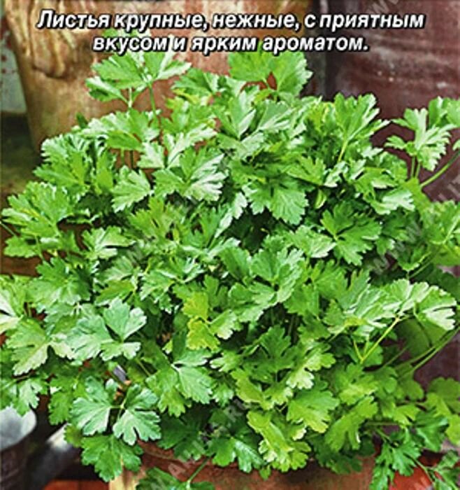 Коллекционные семена петрушки листовая Русское застолье