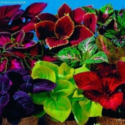 Колеус Оригинальная смесь (0,05 гр.), Гавриш, Россия