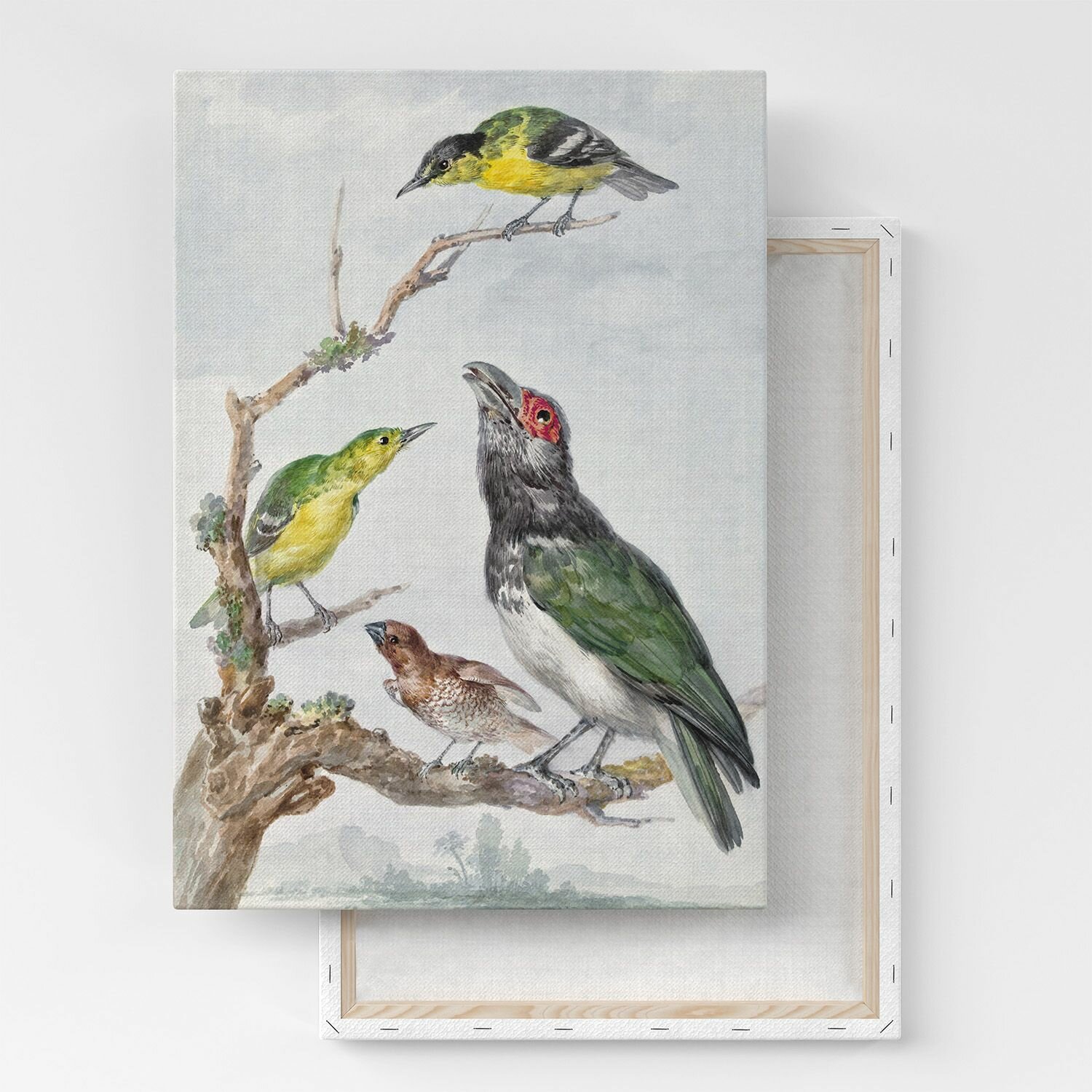 Картина на холсте, репродукция / Аерт Шоуман - Four Different Birds on a Branch / Размер 30 x 40 см