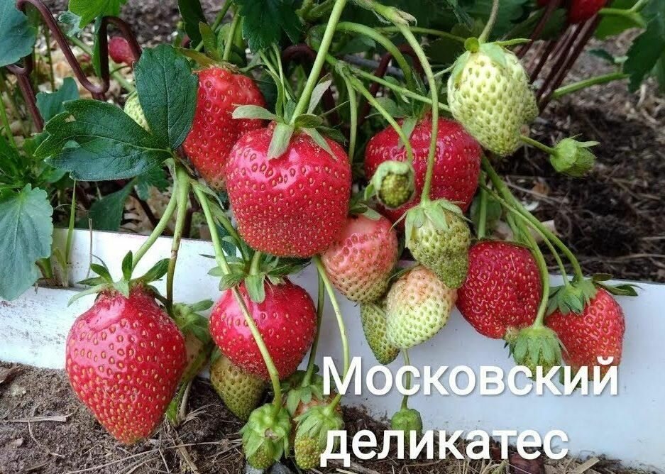 Семена растения земляника f1 московский деликатес (проф-почта)