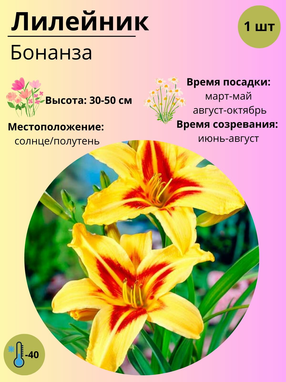 Лилейник Бананза, многолетние цветы