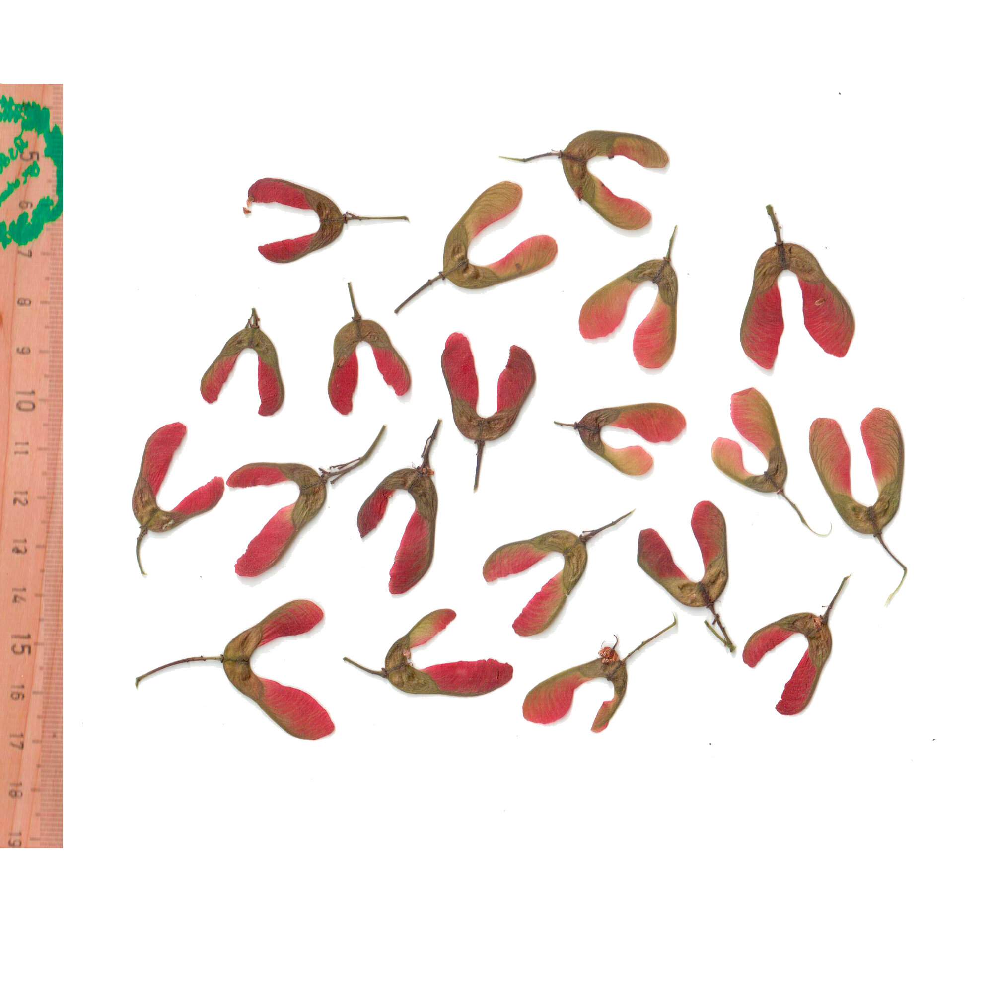 Плоские сухоцветы - Клен татарский, крылатки для заливки смолой и рукоделия, 20 шт