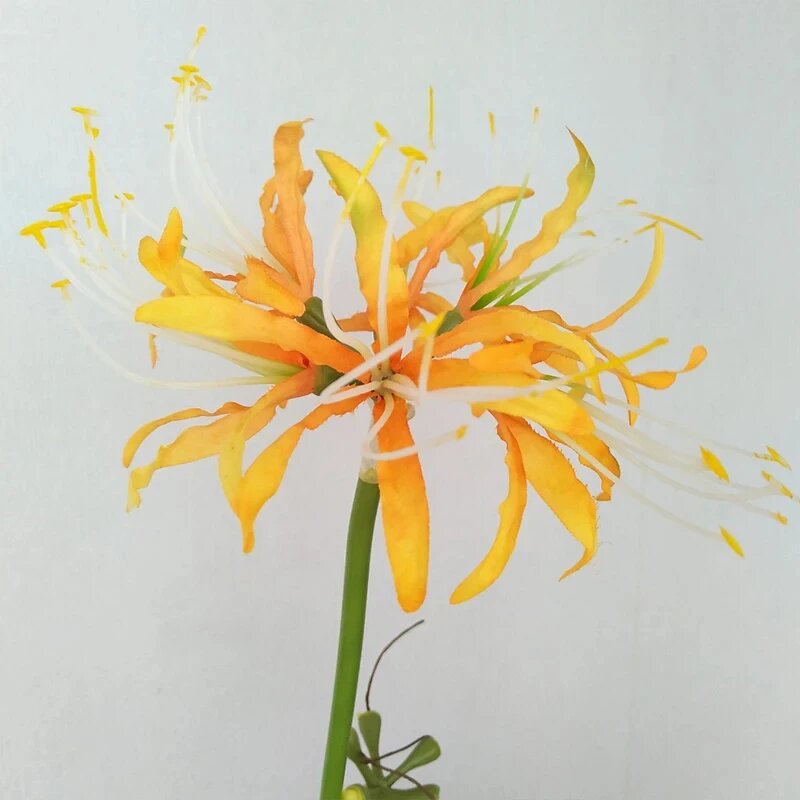 Искусственные цветы Манжушахуа, 60 см, Shore Flower Orange