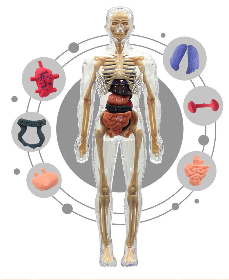 Обучающая игрушка Анатомическая модель Скелет человека 29 см