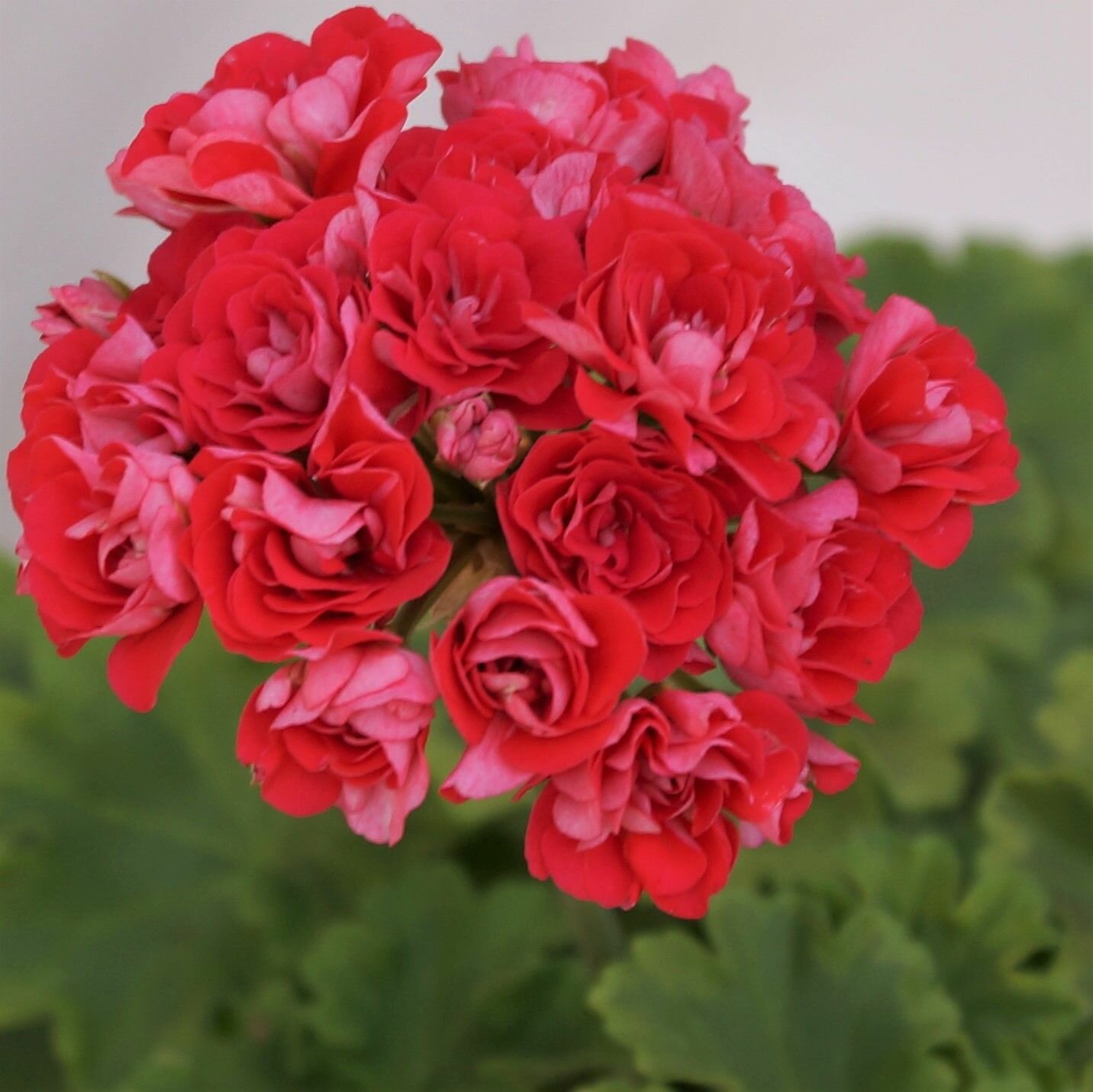 Пеларгония Andreas Rosebud