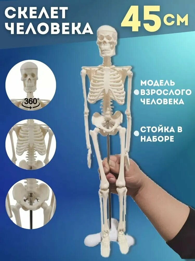 Анатомическая модель скелета человека на подставке (45 см)