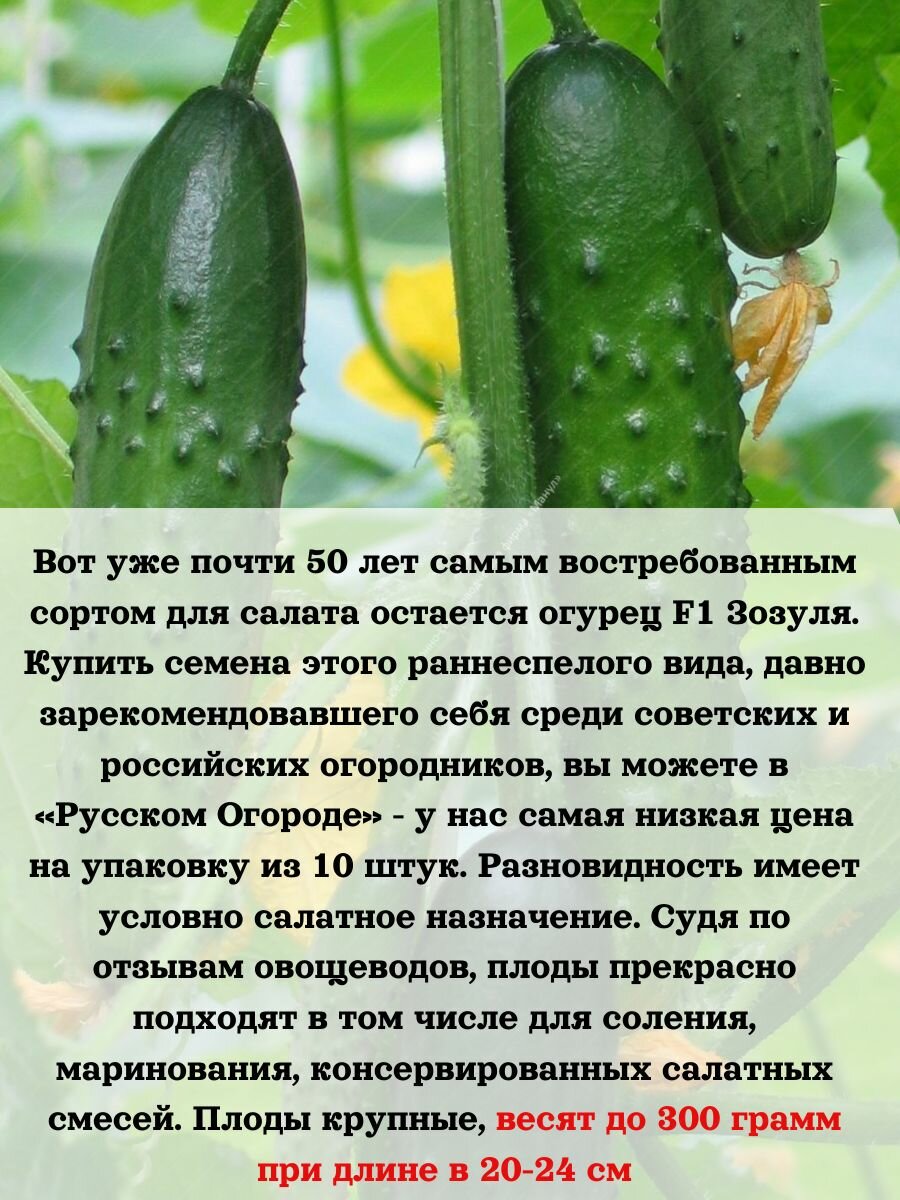 Семена Огурец Зозуля — фото 1