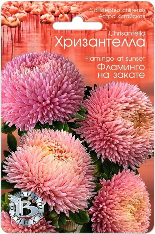 Семена Астры китайской хризантелла "Фламинго на закате" (30 семян)