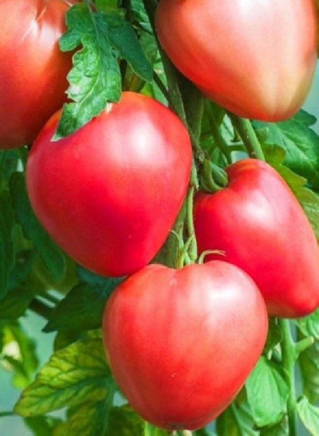 Коллекционные семена томата Грушка из Орла