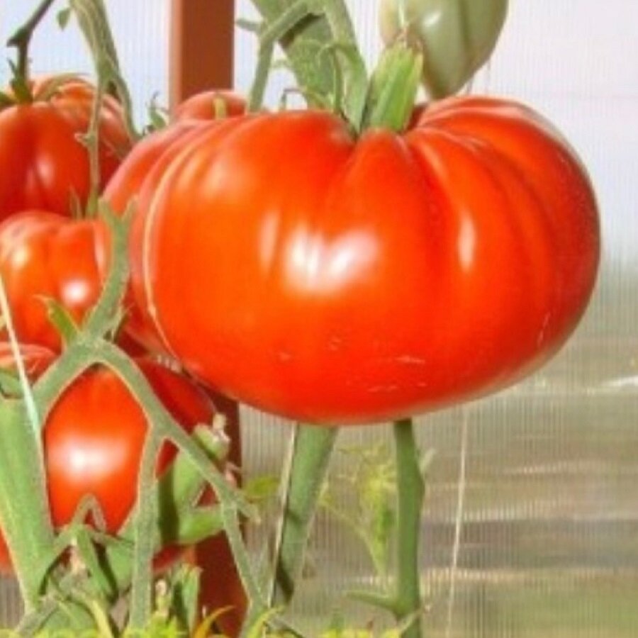 Семена Орешка Томат Большая паста Кэрол Чико 10 ШТ
