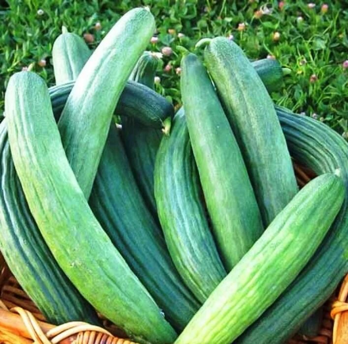 Коллекционные семена дыни Армянский огурец "Богатырь зелёный"