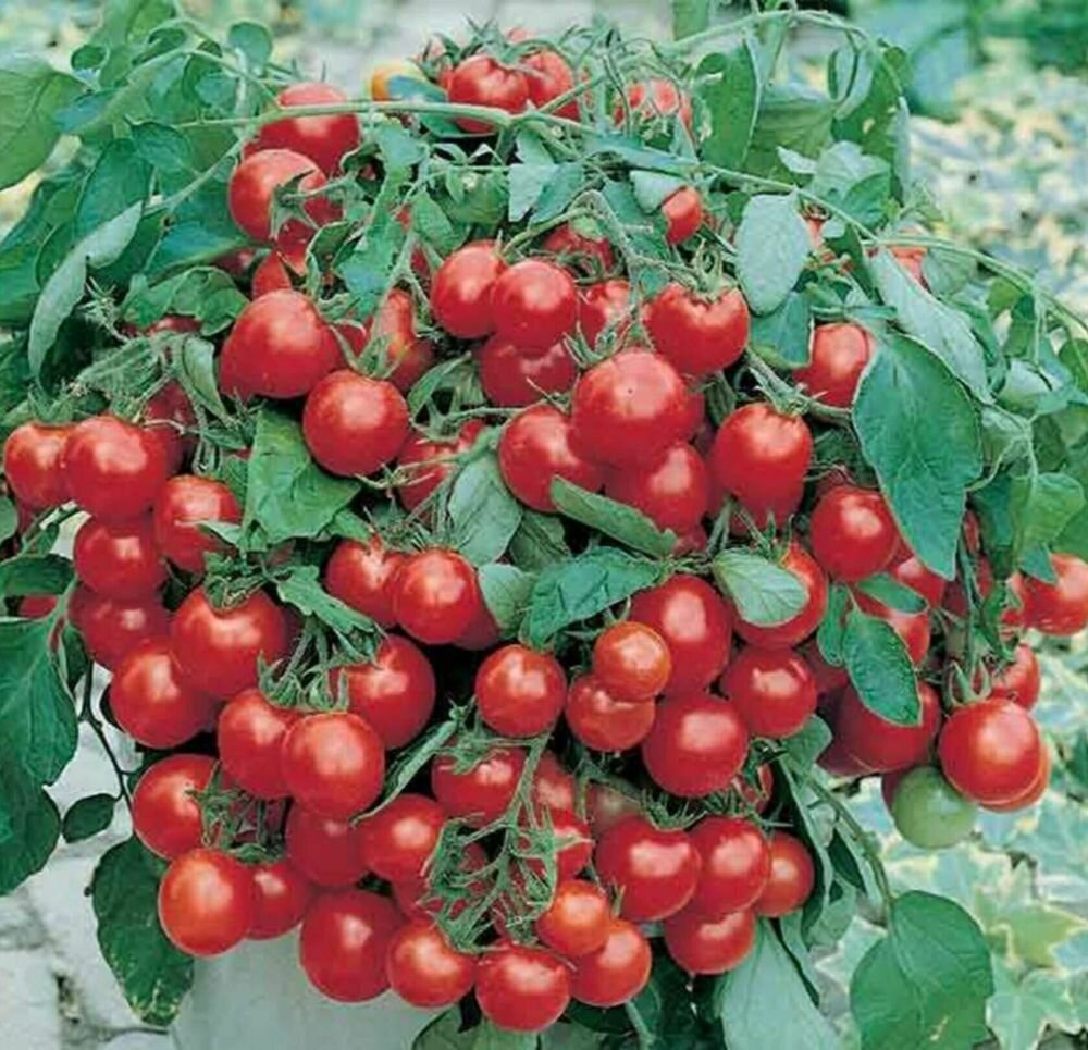 Коллекционные семена томата Чудо Раннее