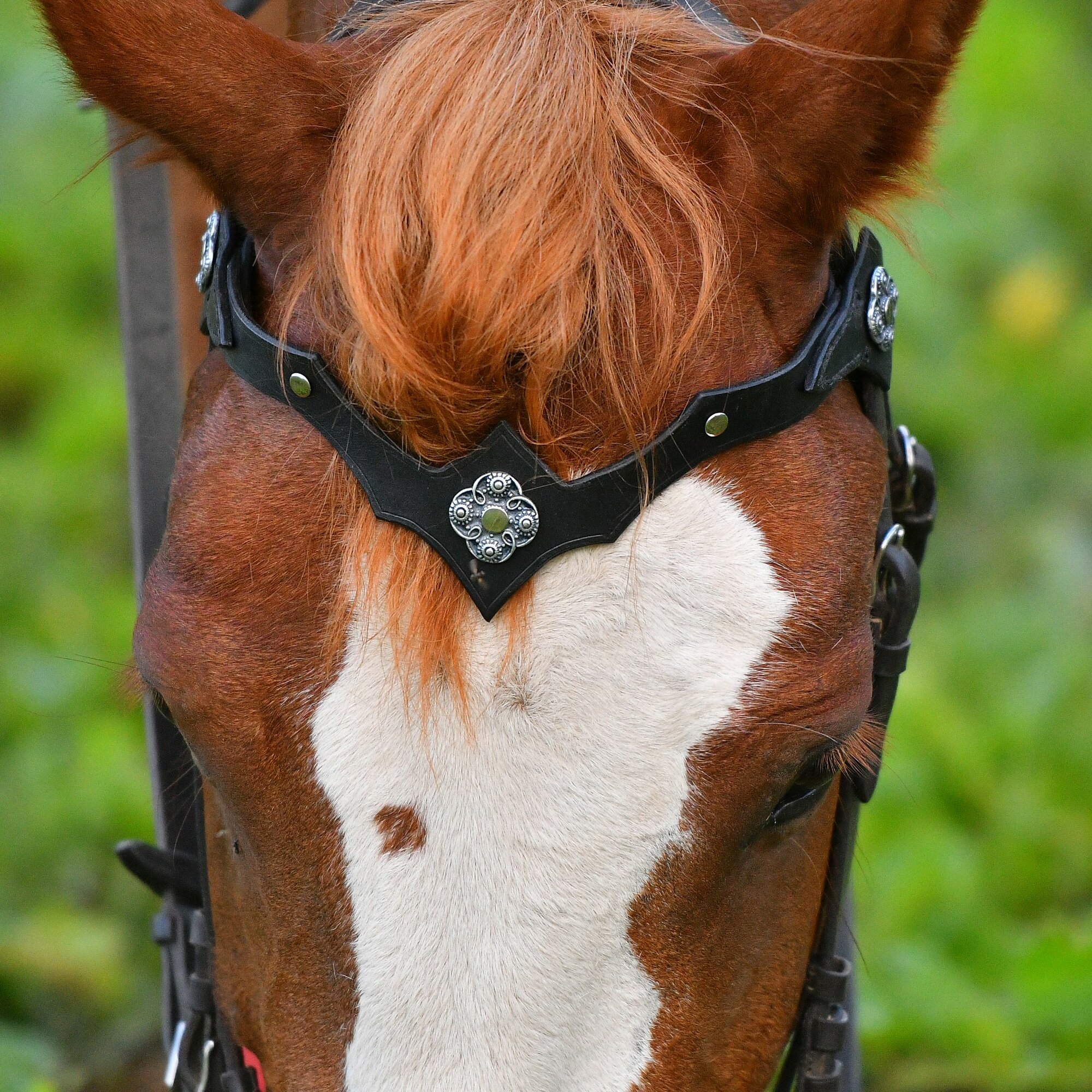 Налобник для коня кожаный. Налобный ремень на уздечку фигурный с т. серебром. Full-41см