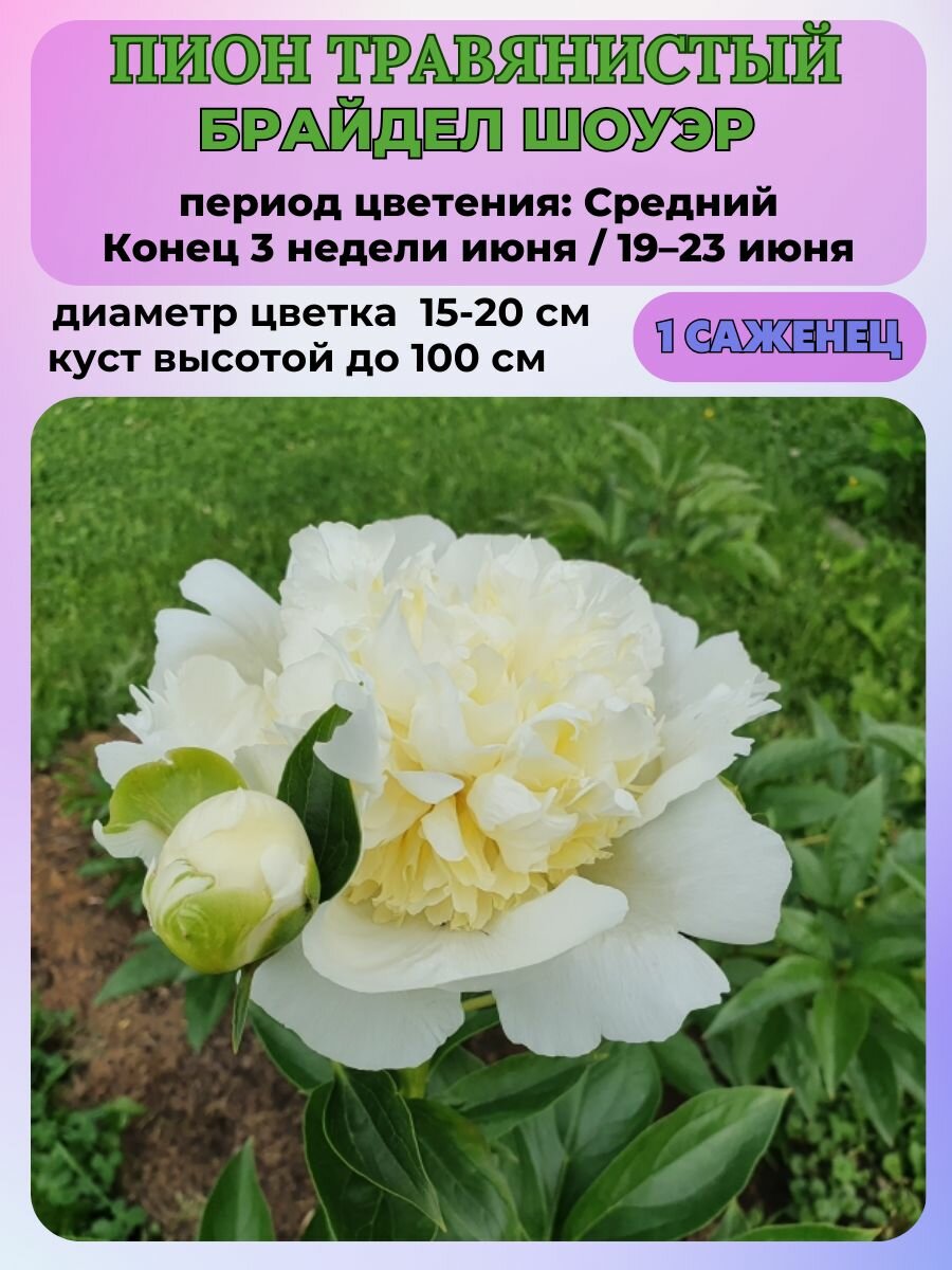 Пион травянистый Брайдел Шоуэр, корневище 1 шт.