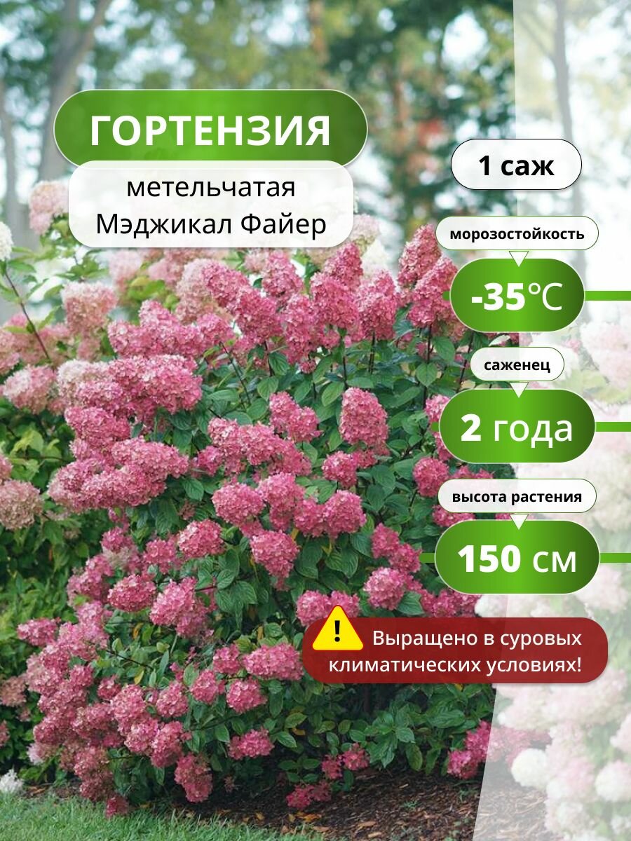 Гортензия метельчатая Мэджикал Файер / гортензии, многолетнее