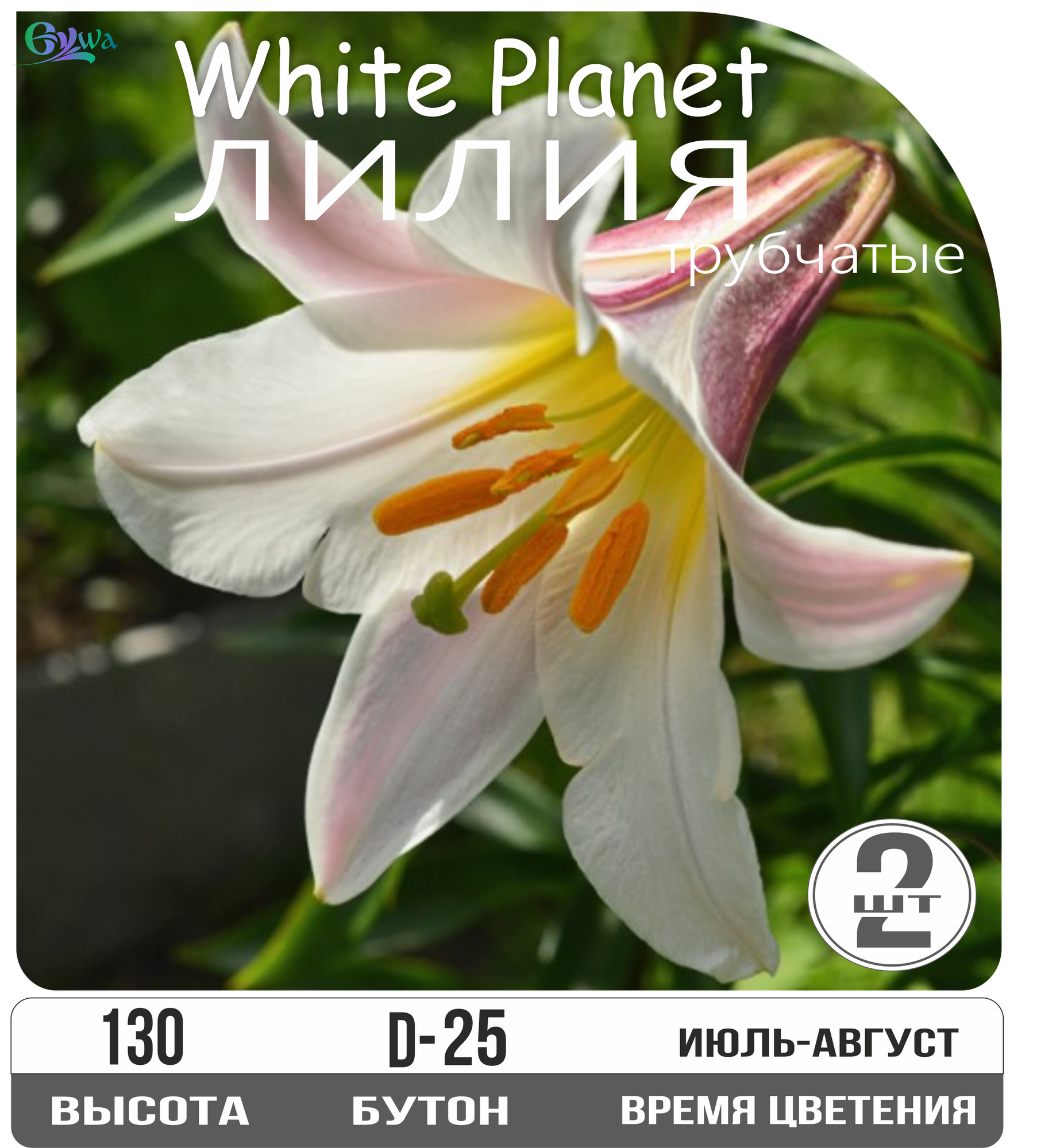 Лилия луковицы многолетние Уайт Планет, трубчатые, высота 130 см, белая, 2шт.