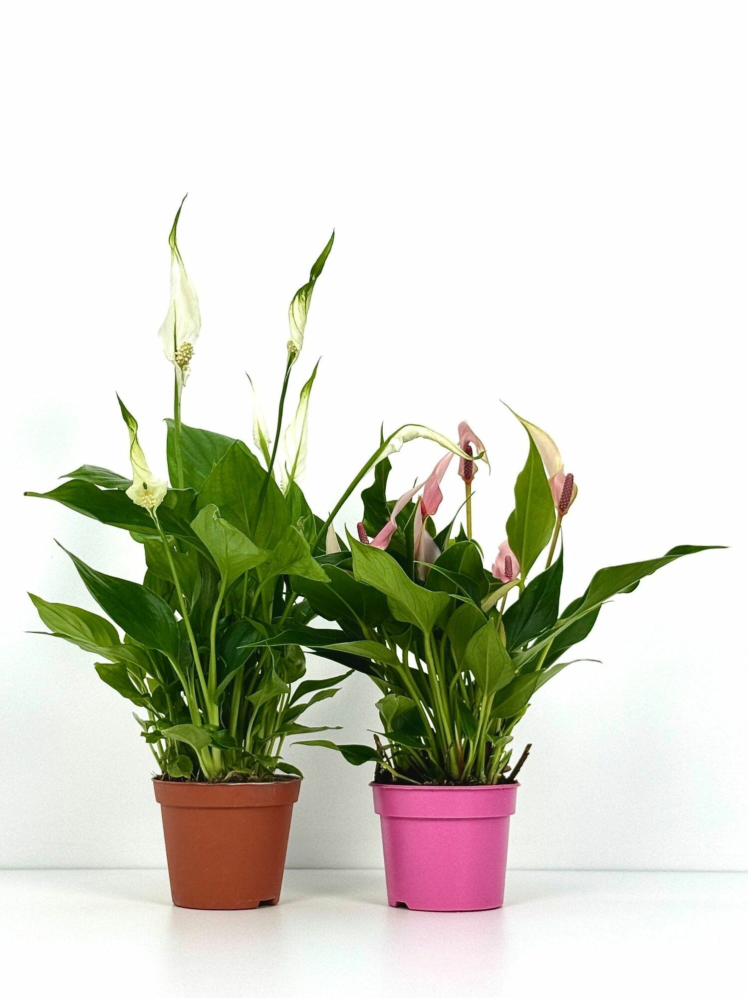 Набор 2 растения Спатифиллум Антуриум Лилли в горшке D9 (живые растения)