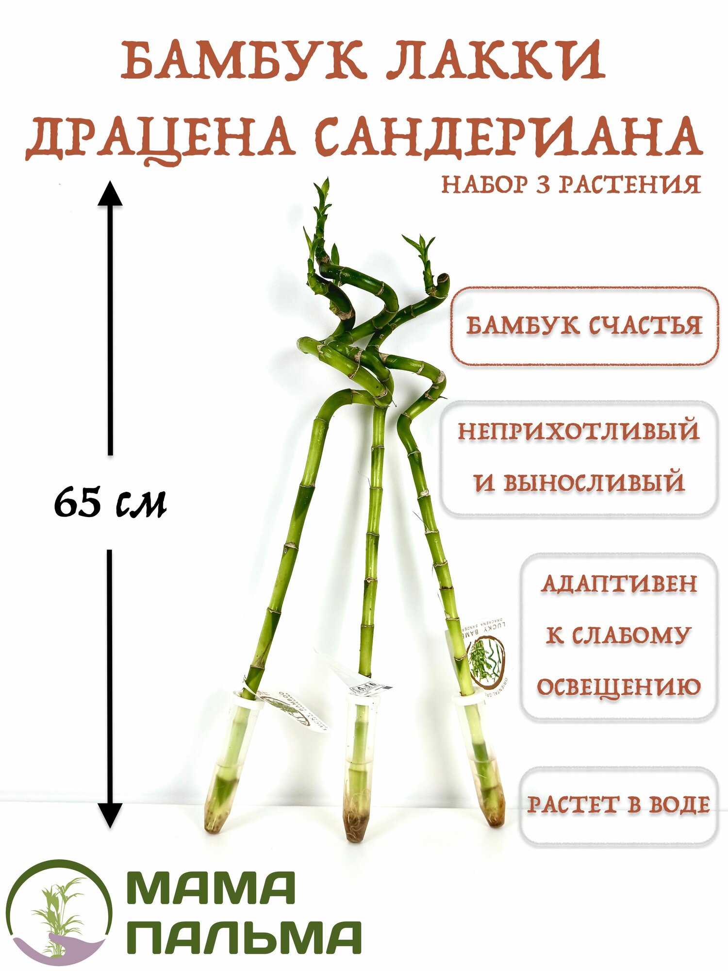 Бамбук Лакки спираль 3шт, высота 65-70см