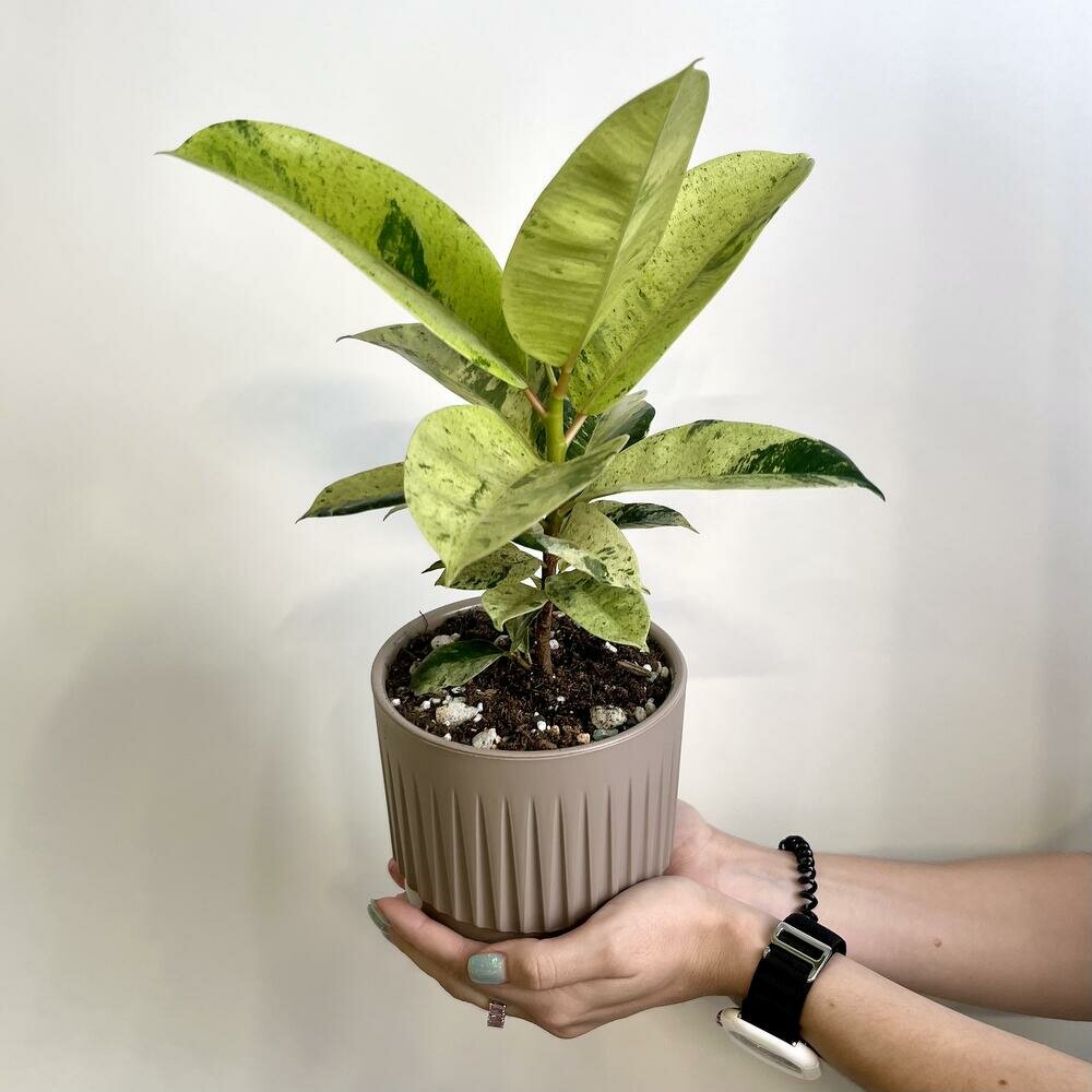 Конатное растение живое. Фикус Эластика Шривериана Муншайн в пластиковом горшке, 30 см