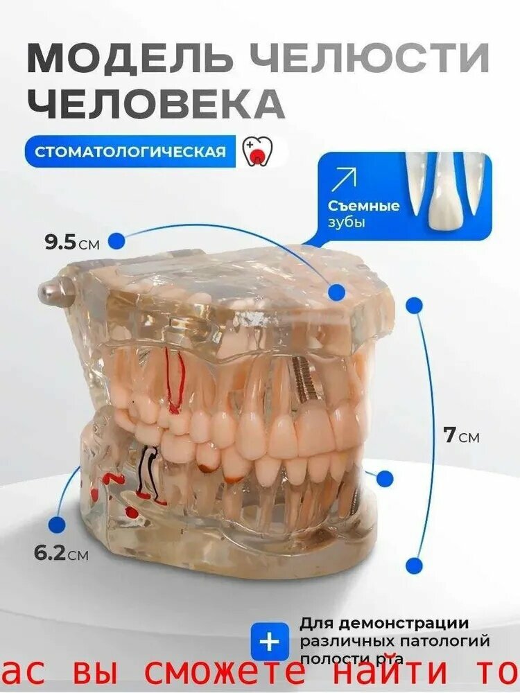 Стоматологическая модель челюсти человека Corpo dente, 32 зуба